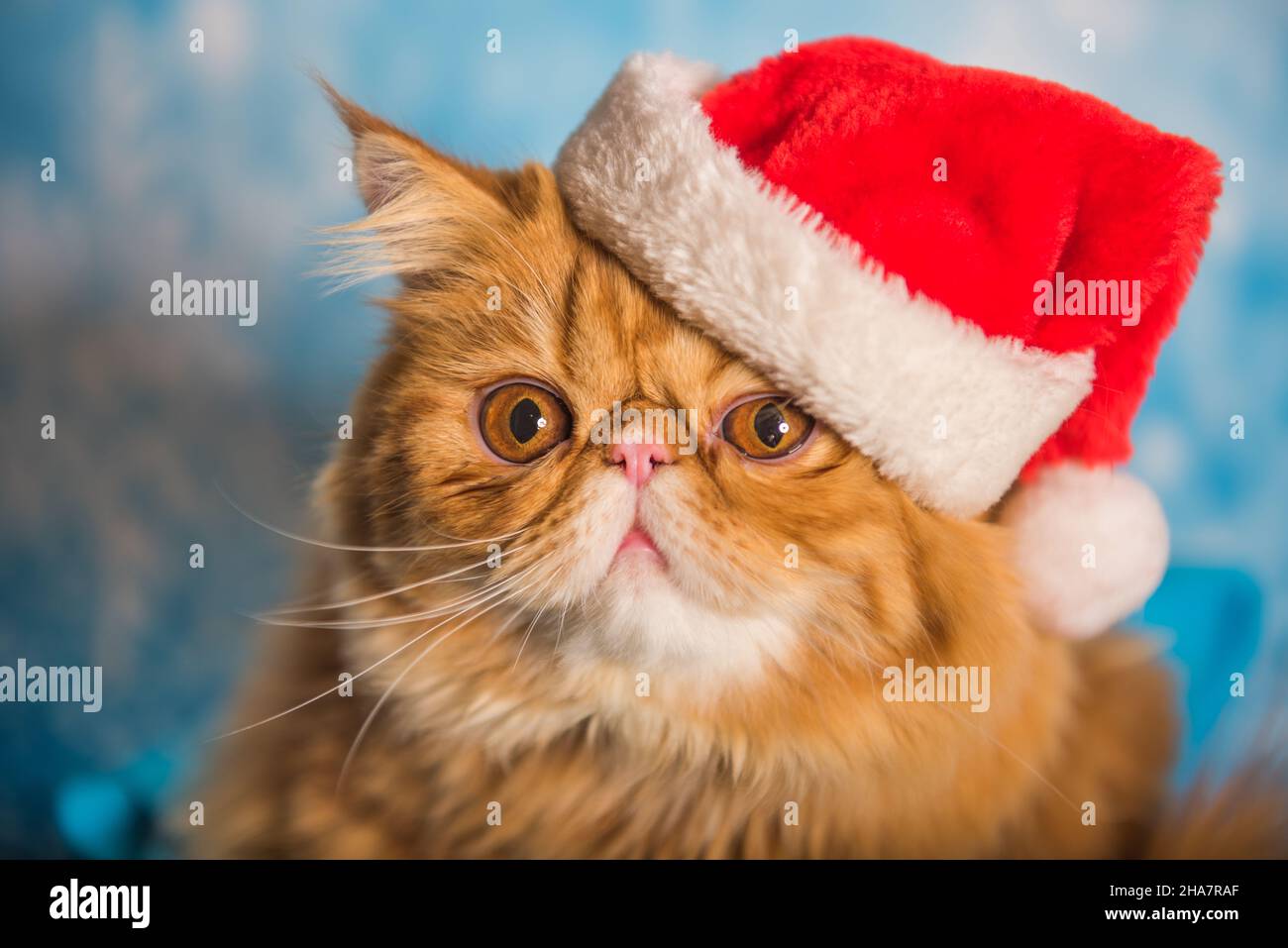 Red Persian cat in red Santa Claus hat on a blue Christmas background ...