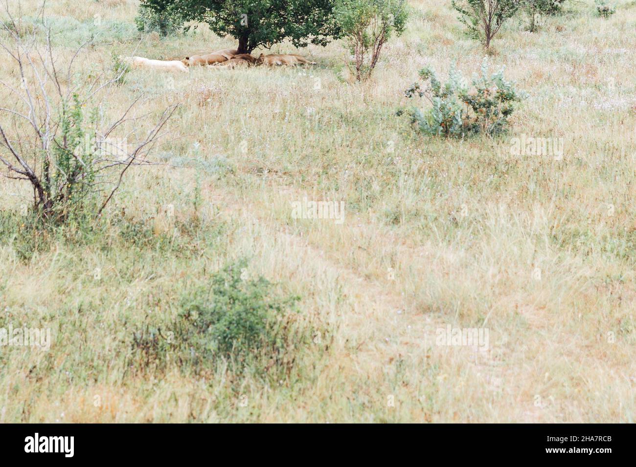 pride lions sleeping under a tree in the savannah Stock Photo - Alamy