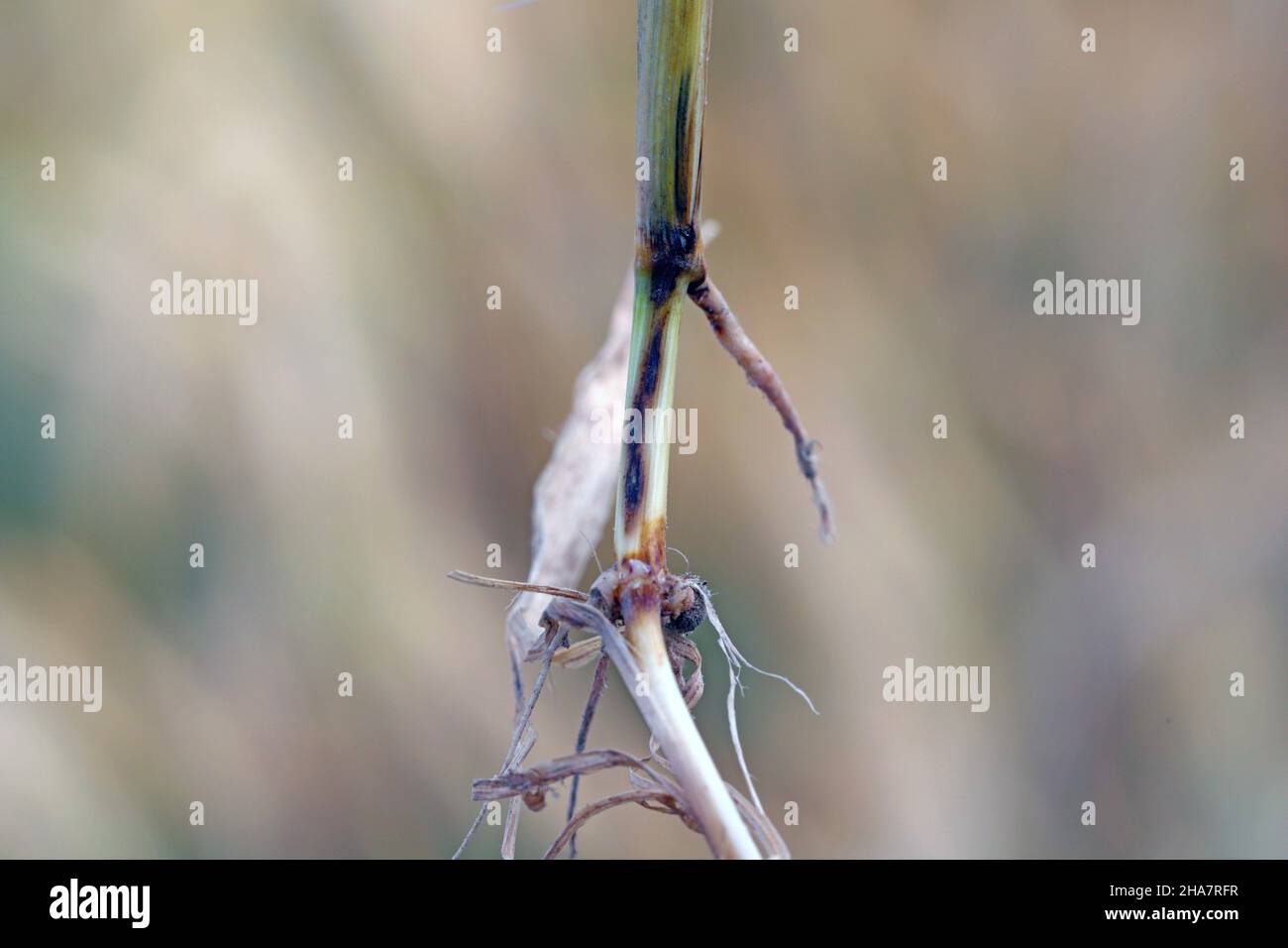 The take-all fungus, Gaeumannomyces graminis (ascomycota), is a major ...