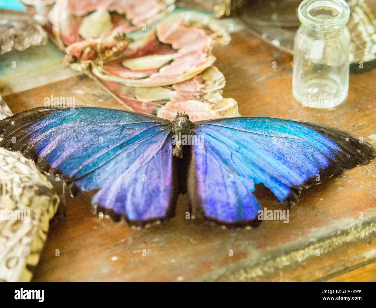 A beautiful butterfly in breeding in the Amazon jungle. Amazon. Peru ...