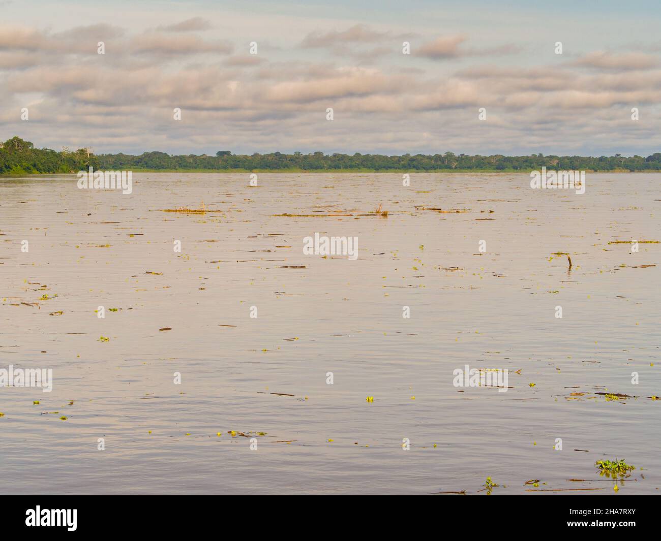 The endless waters of the Amazon River amidst the Amazon rainforests ...