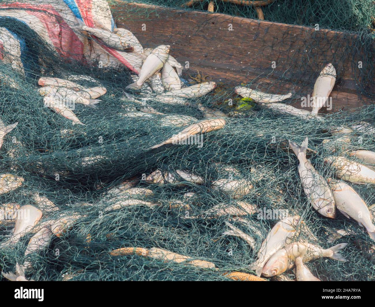 Nets full of fish caught in the waters of the Amazon River. Amazonia ...