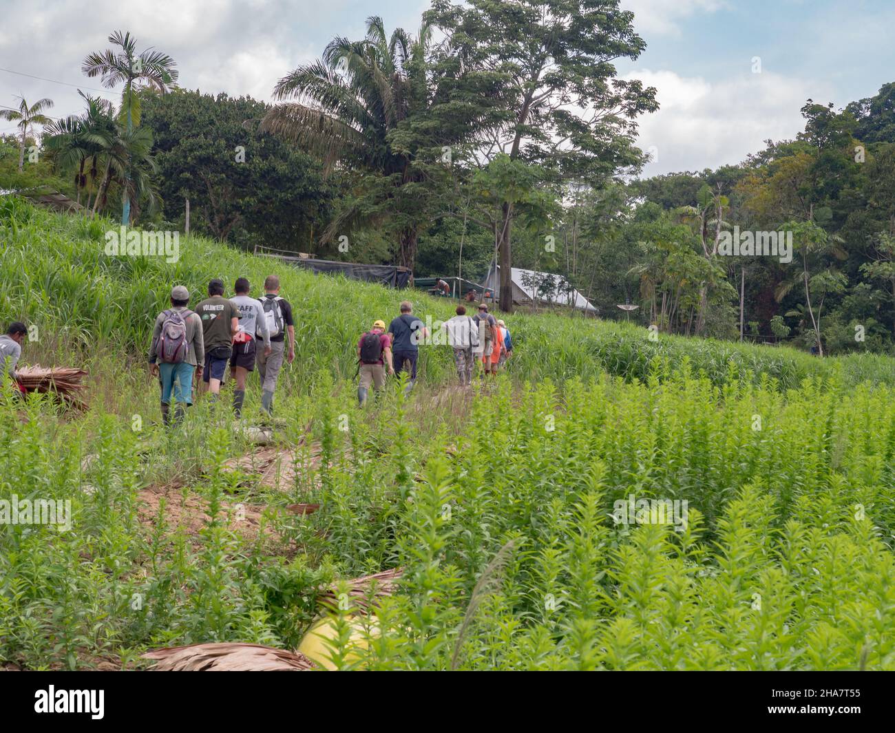 Amazonia. Latin America - Sep 2017: Bank of Javari River, the tributary ...