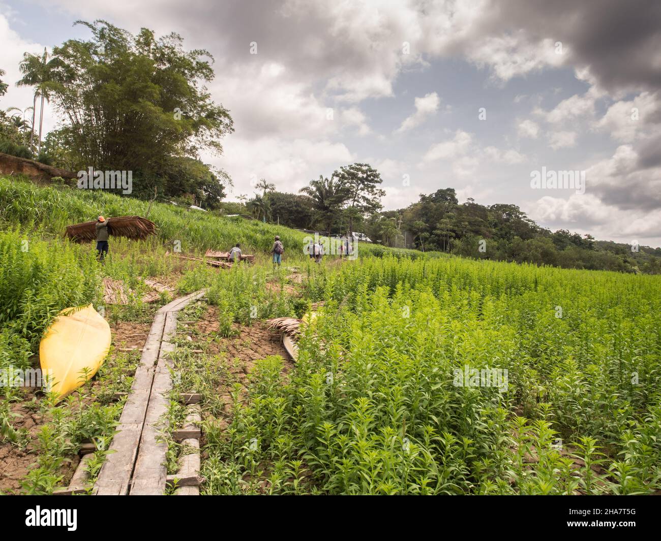 Amazonia. Latin America - Sep 2017: Bank of Javari River, the tributary ...