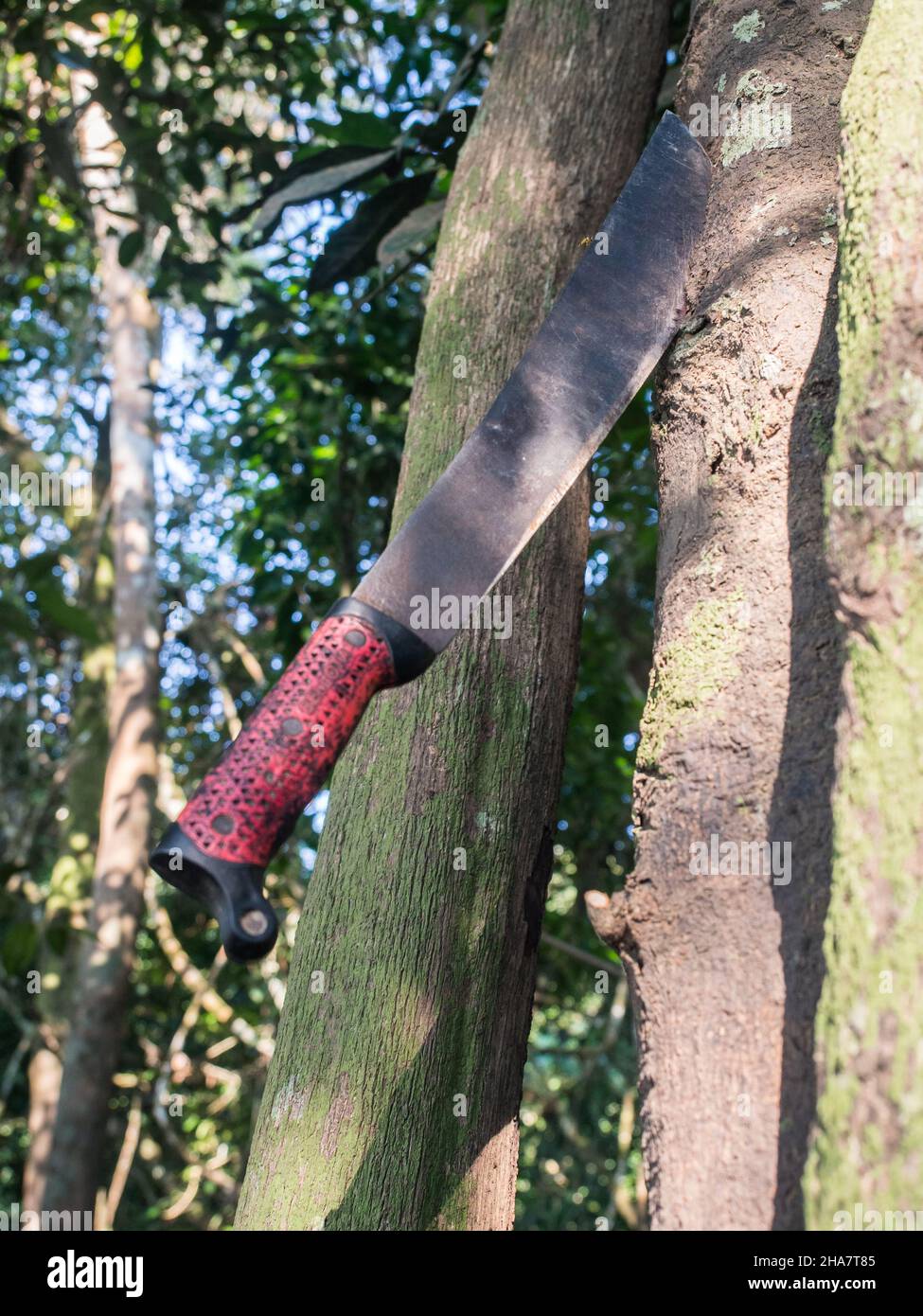 Machetes. The main tool used by the Indians in the jungle. Amazonia ...