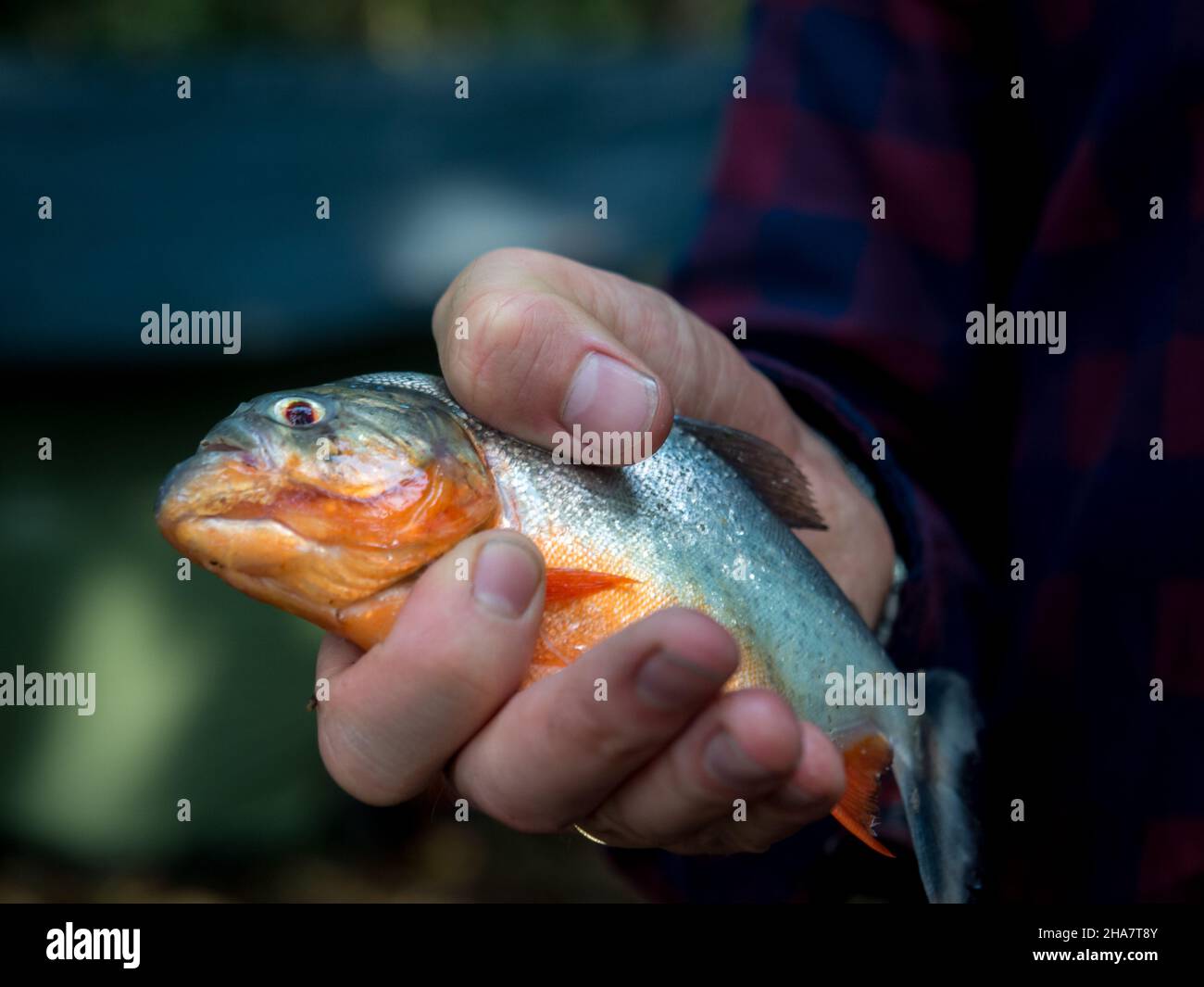 Tourist with piranha in the Amazon jungle. Amazonia. South America ...