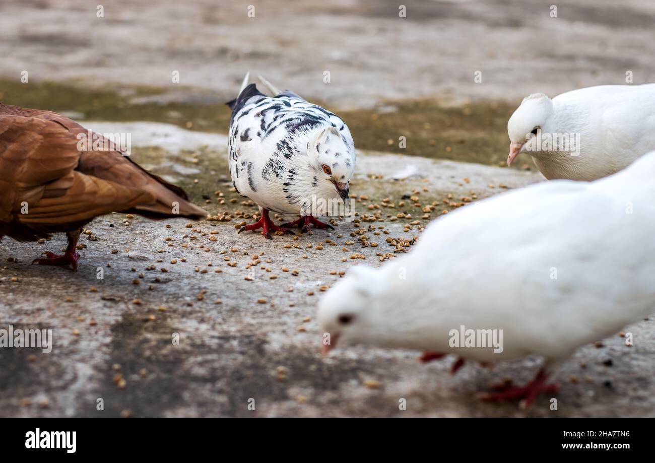 Domestic pigeons eating wheat seeds from the ground close up shot with ...