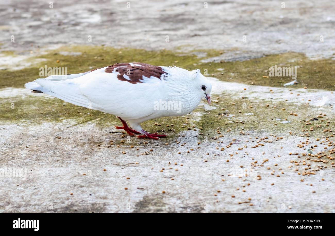 A domestic pigeon eating wheat seeds from the concrete floor Stock ...