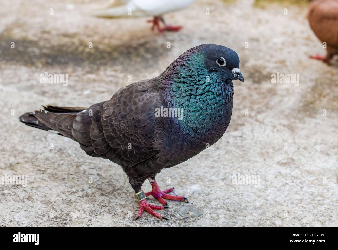 Angry pigeon hi-res stock photography and images - Alamy