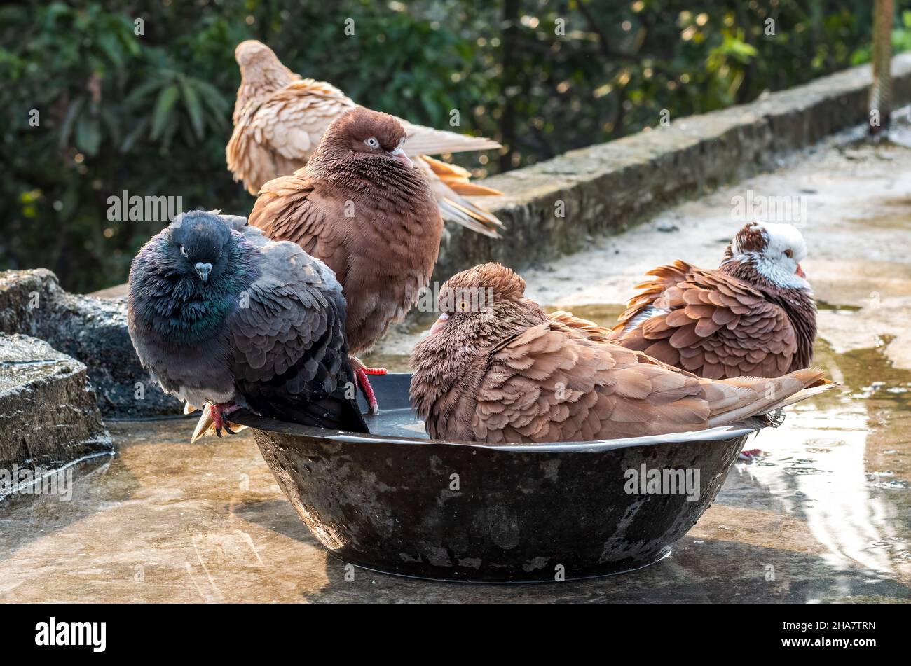 Pigeons cleaning hi-res stock photography and images - Alamy