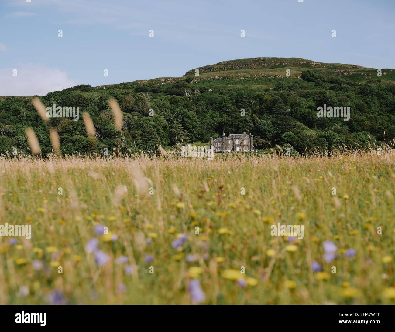 The summer Machair flowers and grassland on the Isle of Mull, Inner ...
