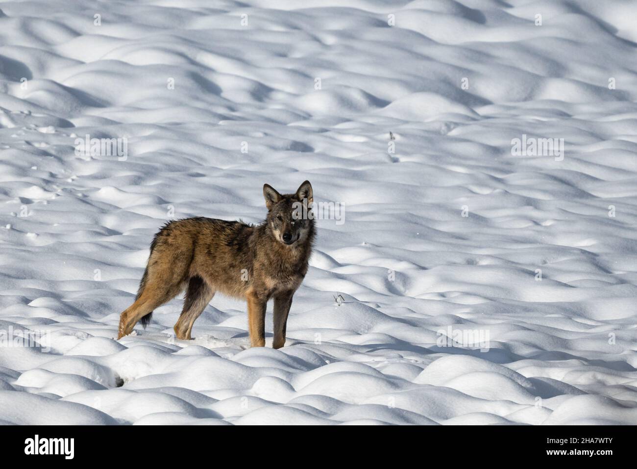 Wild Grey Wolf (Canis lupus) in their natural habitat. Wolves in a snow ...