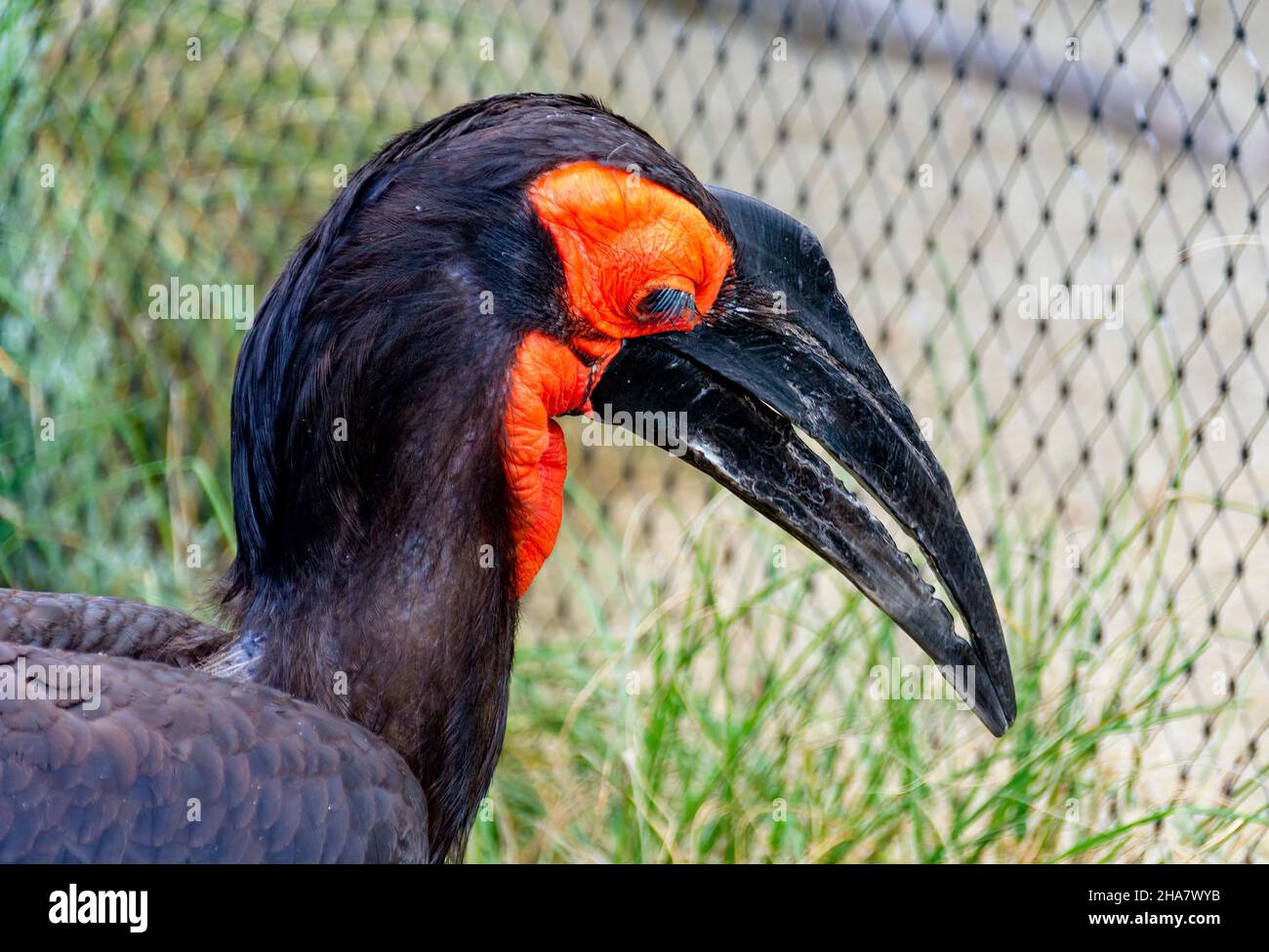 Near view of the head of a southern ground hornbill in an enclosure ...