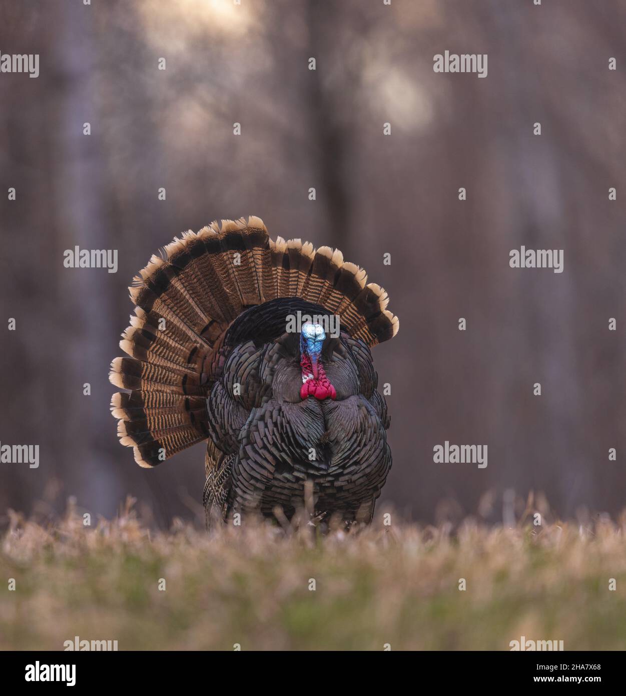 Jake wild turkey in northern Wisconsin Stock Photo - Alamy
