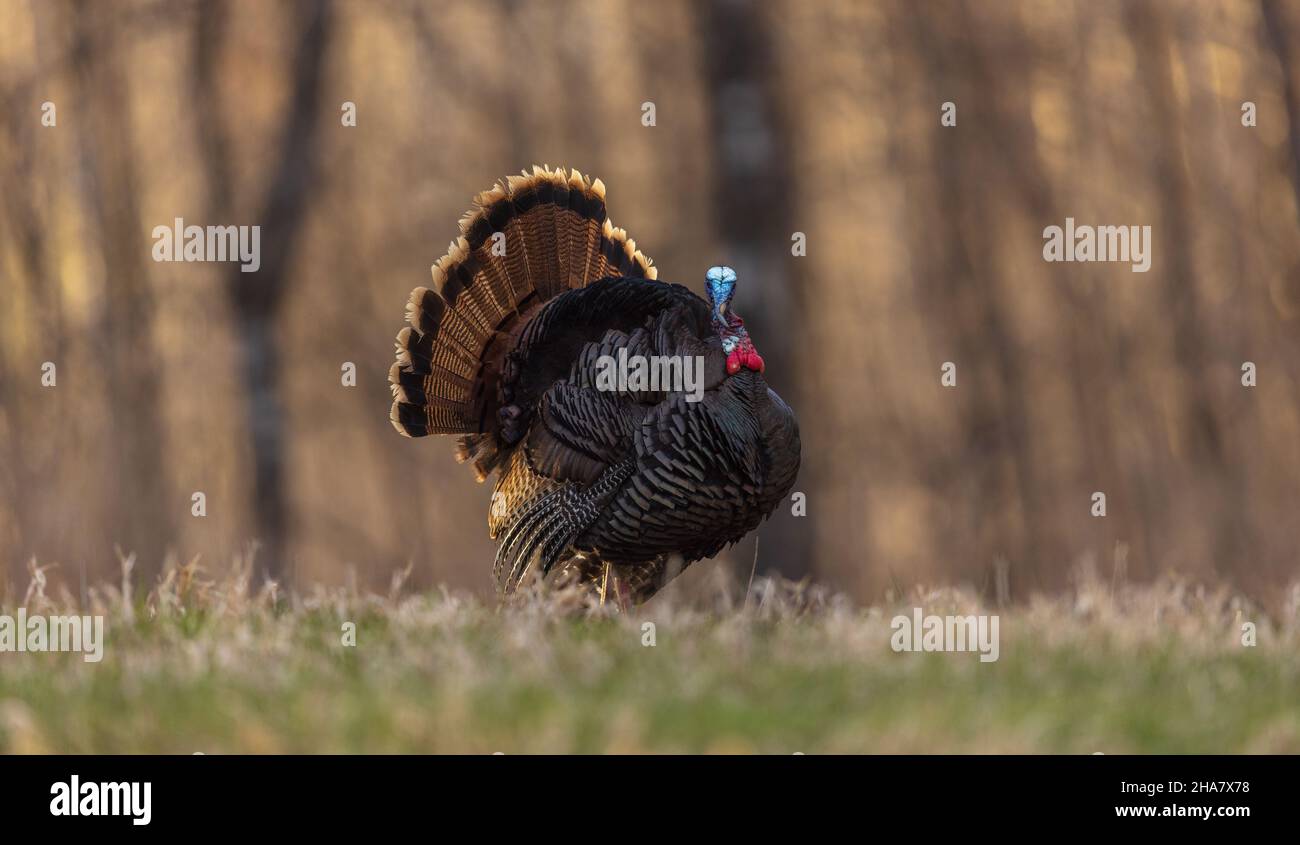 Jake wild turkey in northern Wisconsin Stock Photo - Alamy