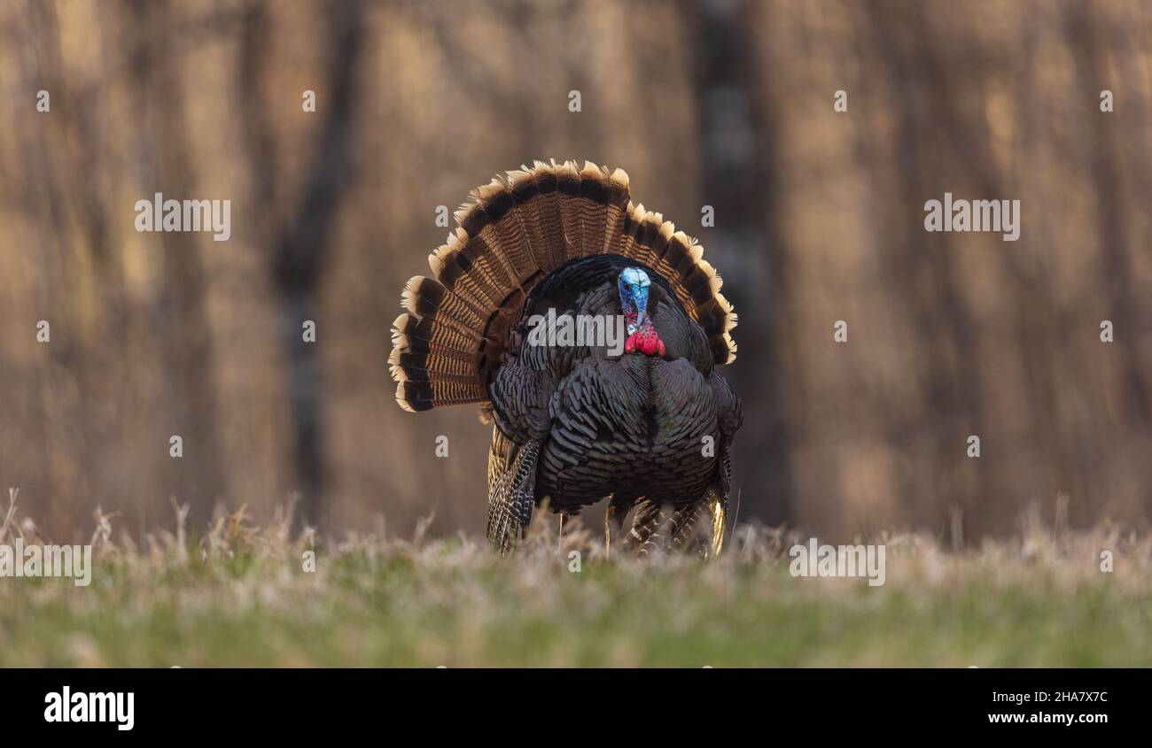 Jake wild turkey in northern Wisconsin Stock Photo - Alamy
