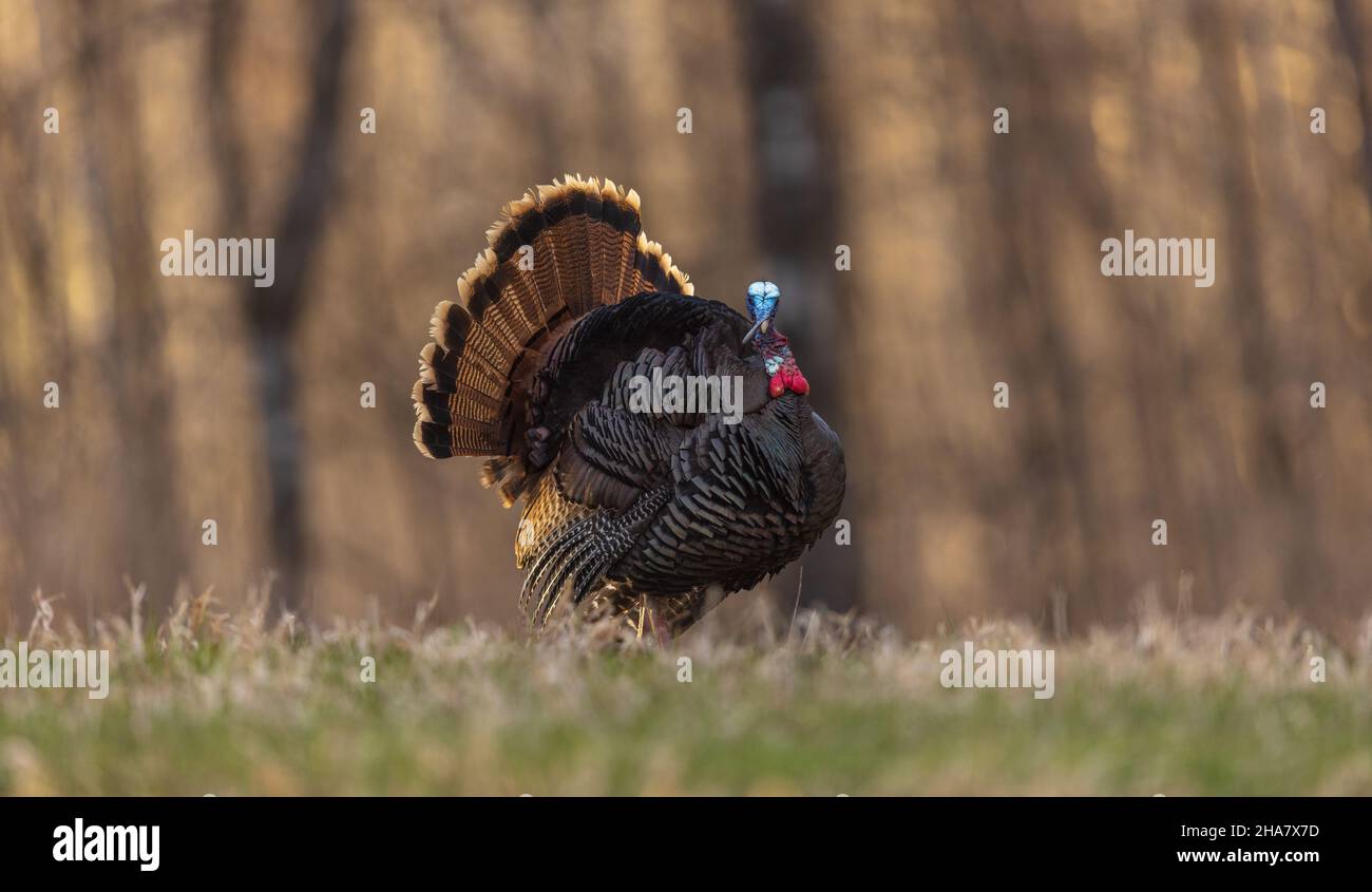 Strutting jake turkey hi-res stock photography and images - Alamy