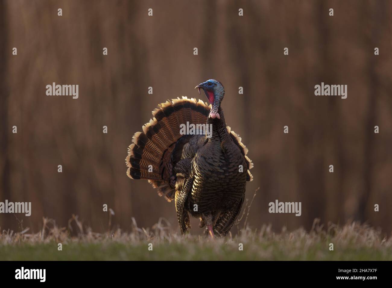 Jake wild turkey in northern Wisconsin Stock Photo - Alamy