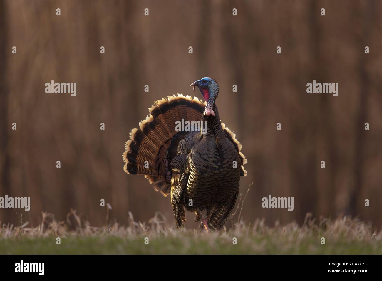 Jake wild turkey in northern Wisconsin Stock Photo - Alamy