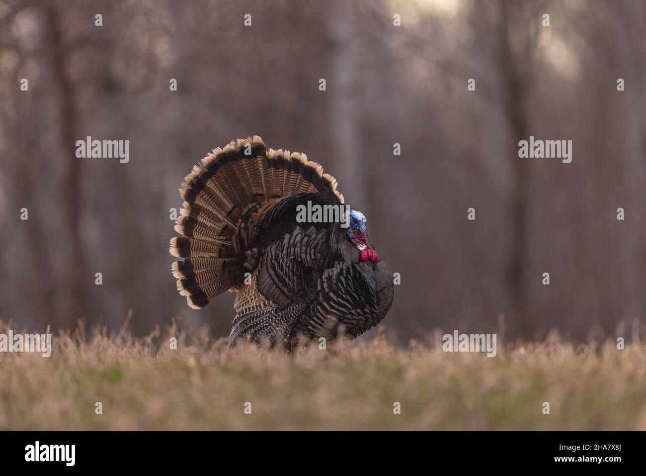 Jake wild turkey in northern Wisconsin Stock Photo - Alamy
