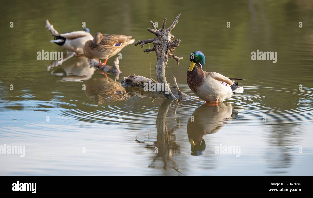 Ducks in a lake reflecting the skies in a park during the day Stock ...
