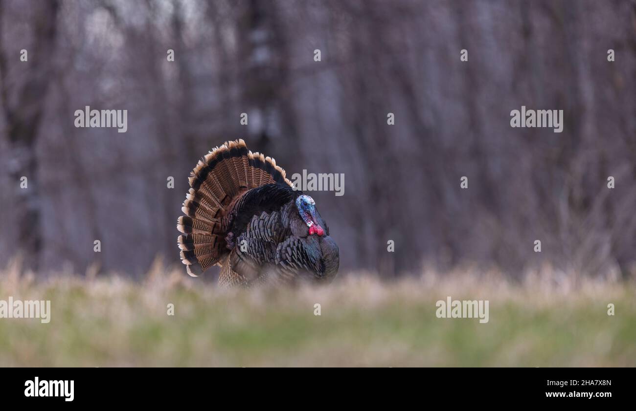 Jake wild turkey in northern Wisconsin Stock Photo - Alamy