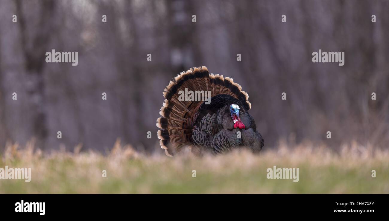 Jake wild turkey in northern Wisconsin Stock Photo - Alamy