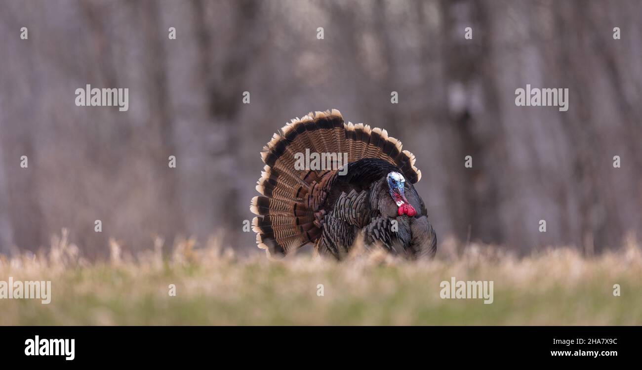 Jake wild turkey in northern Wisconsin Stock Photo - Alamy