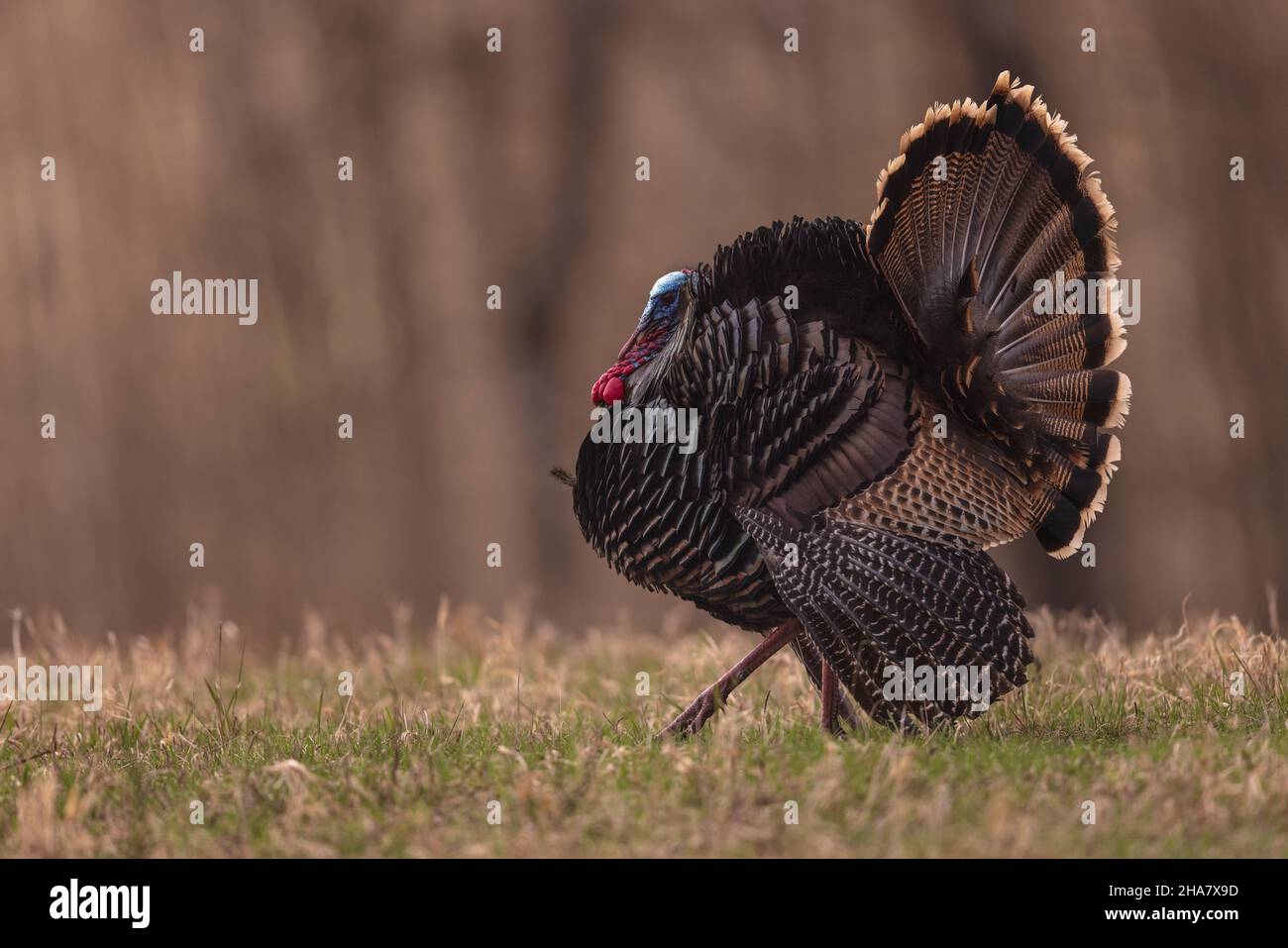 Male wild turkey close hi-res stock photography and images - Alamy
