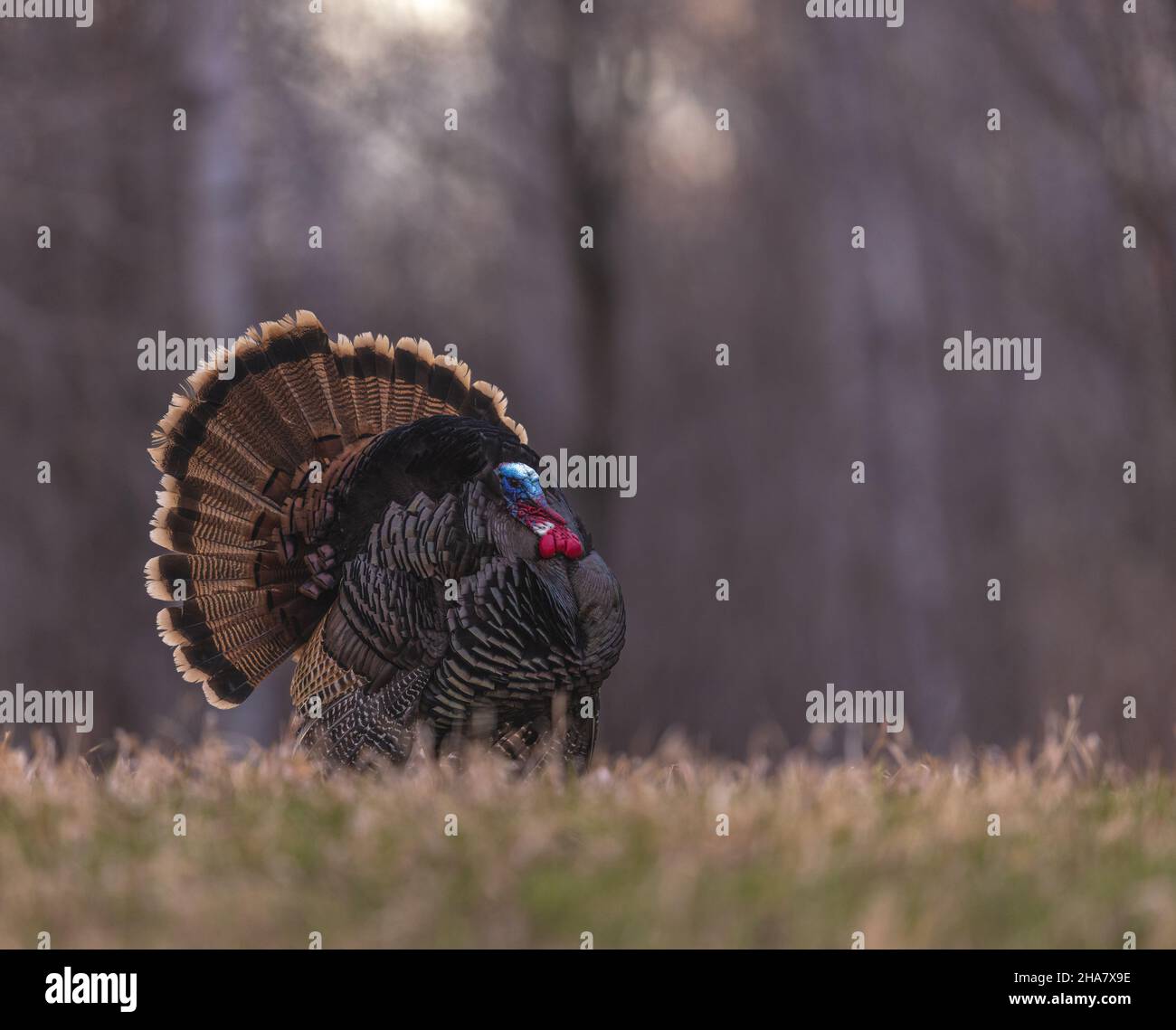 Jake wild turkey in northern Wisconsin Stock Photo - Alamy