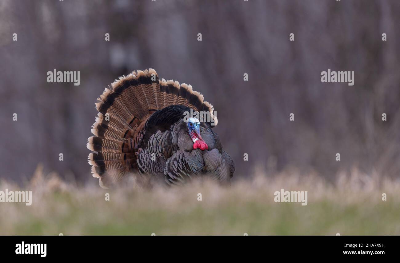 Jake wild turkey in northern Wisconsin Stock Photo - Alamy