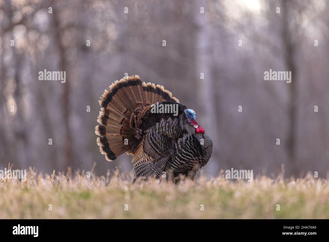 Jake wild turkey in northern Wisconsin Stock Photo - Alamy