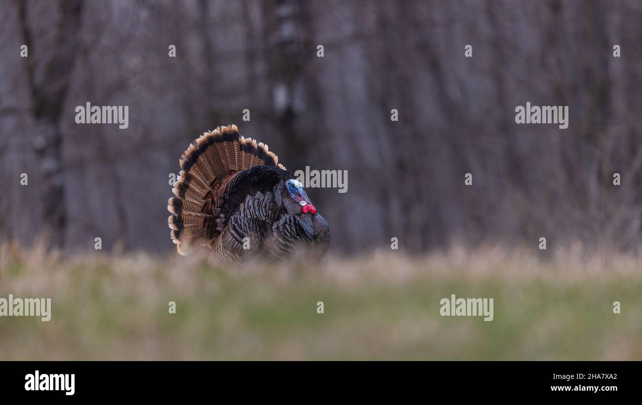 Jake wild turkey in northern Wisconsin Stock Photo - Alamy