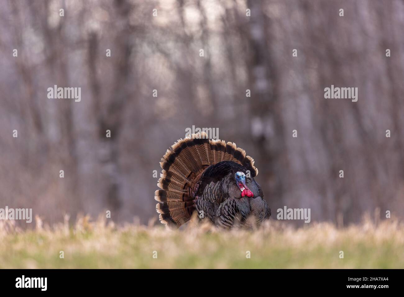 Jake wild turkey in northern Wisconsin Stock Photo - Alamy