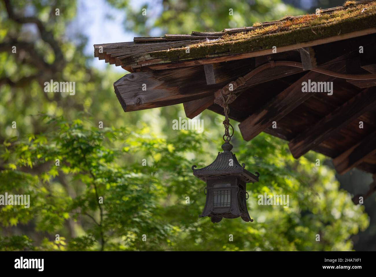 Traditional lamp hanging from a wooden roof of an old in a forest Stock ...