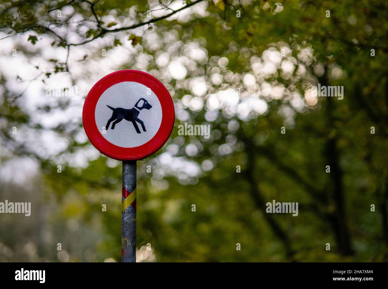 Red round "Dogs not allowed" sign on a pole isolated on a natural bokeh ...