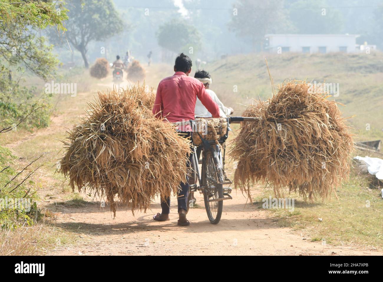 Back view of village men transporting hay on their bicycles during the ...