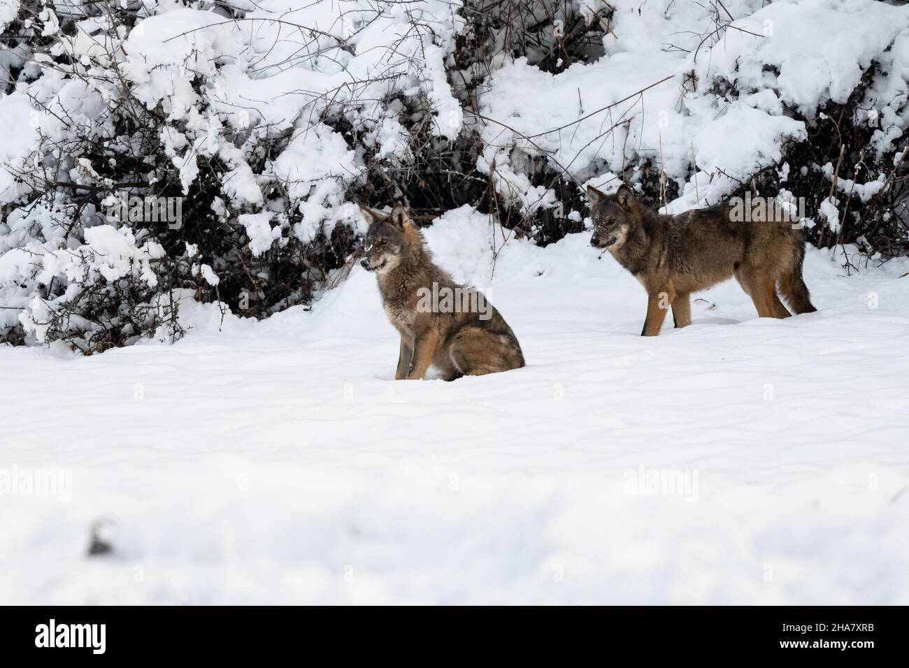 Wild Grey Wolf (Canis lupus) in their natural habitat. Wolves in a snow ...