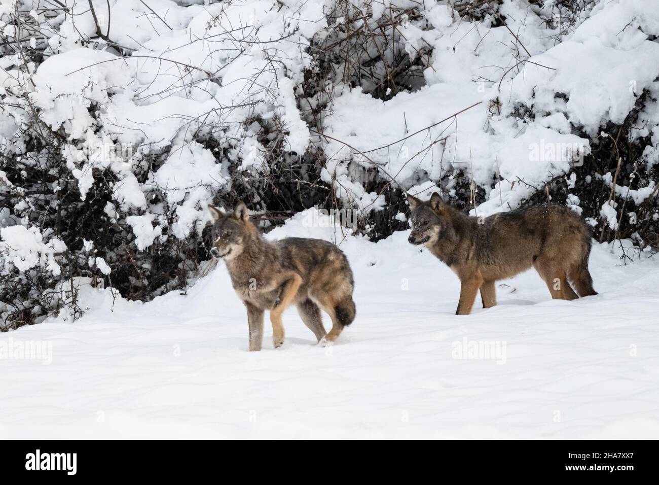 Wild Grey Wolf (Canis lupus) in their natural habitat. Wolves in a snow ...