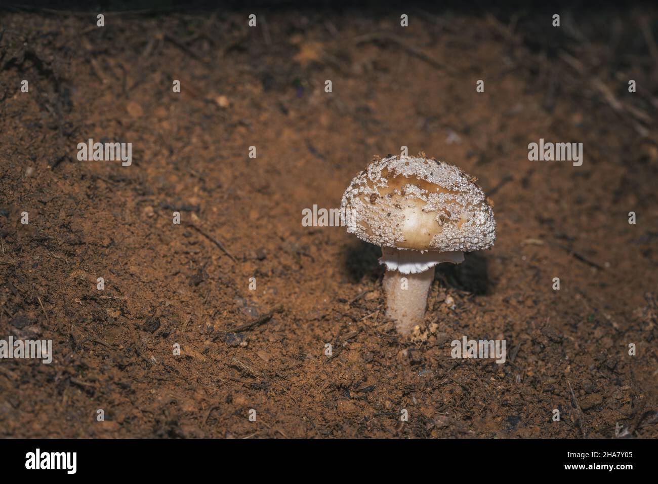 Closeup shot of a panther cap mushroom growing in a forest Stock Photo ...