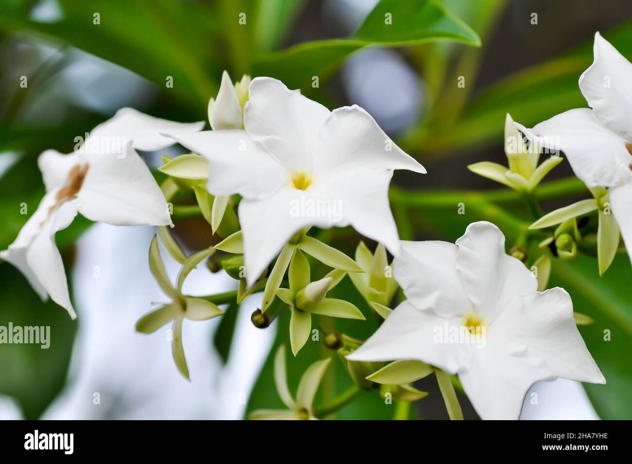 Cerbera Odollam Gaertn or Apocynaceae, flower and sky Stock Photo - Alamy