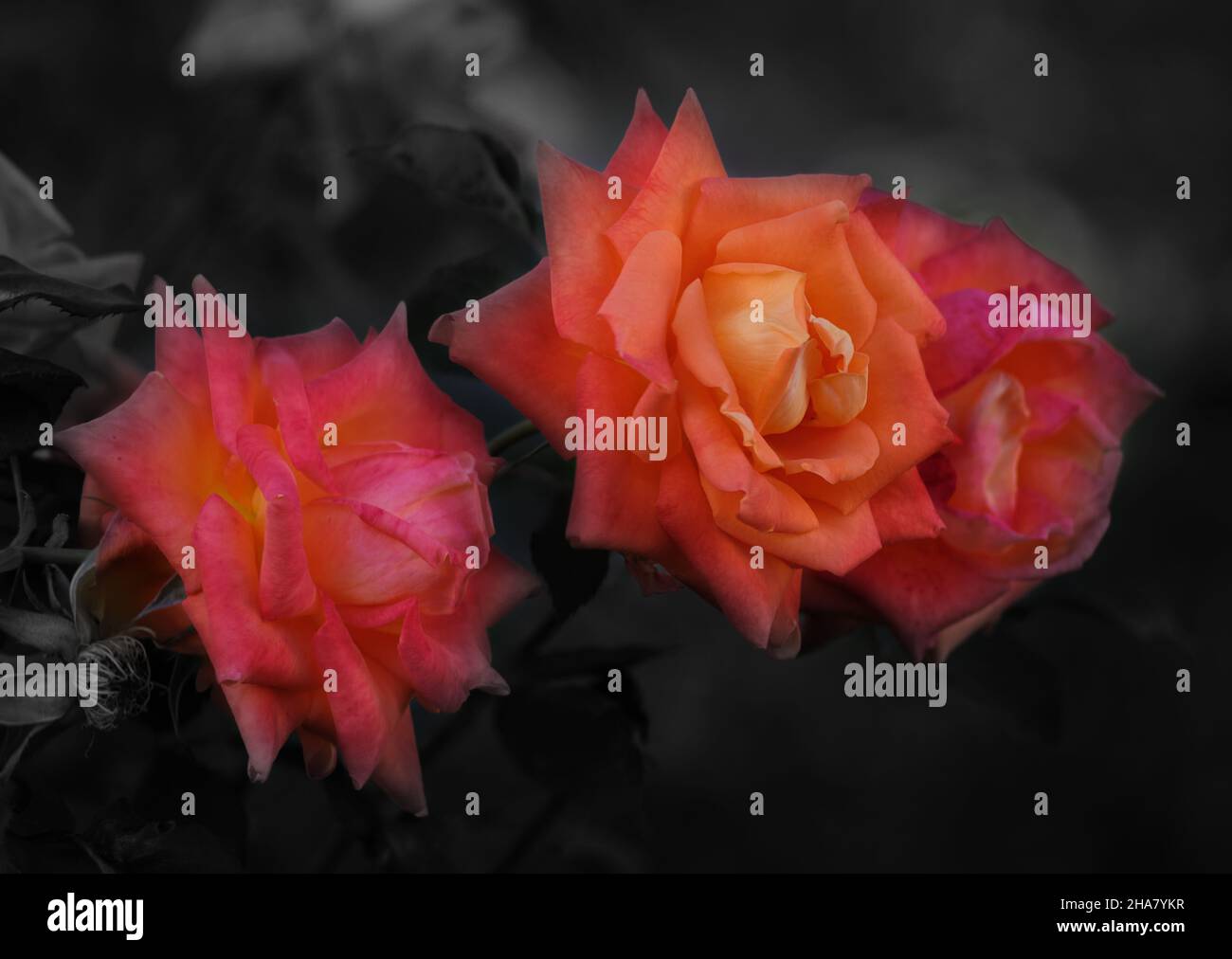 The soft tissues of the roses, Joseph's Coat, Lorut Village, Armenia ...