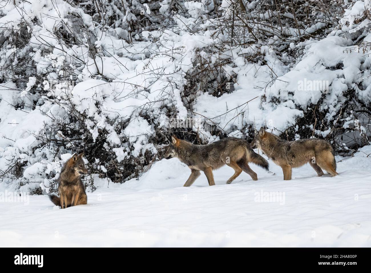 Wild Grey Wolf (Canis lupus) in their natural habitat. Wolves in a snow ...