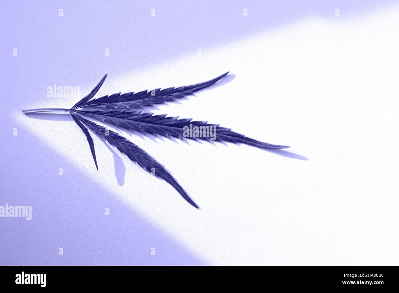 Color of the year 2022. Very peri tint. Marijuana cannabis leaf on a ...