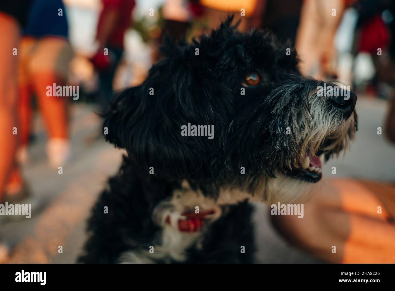 happy dog sitting among the crowd of people. High quality photo Stock ...