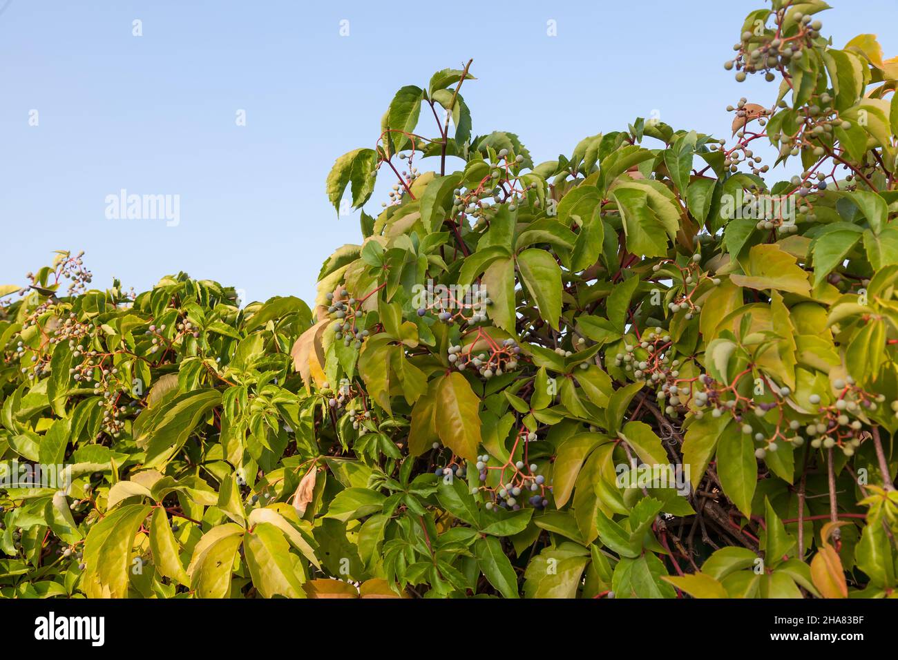 Growing turkey berry plant hi-res stock photography and images - Alamy