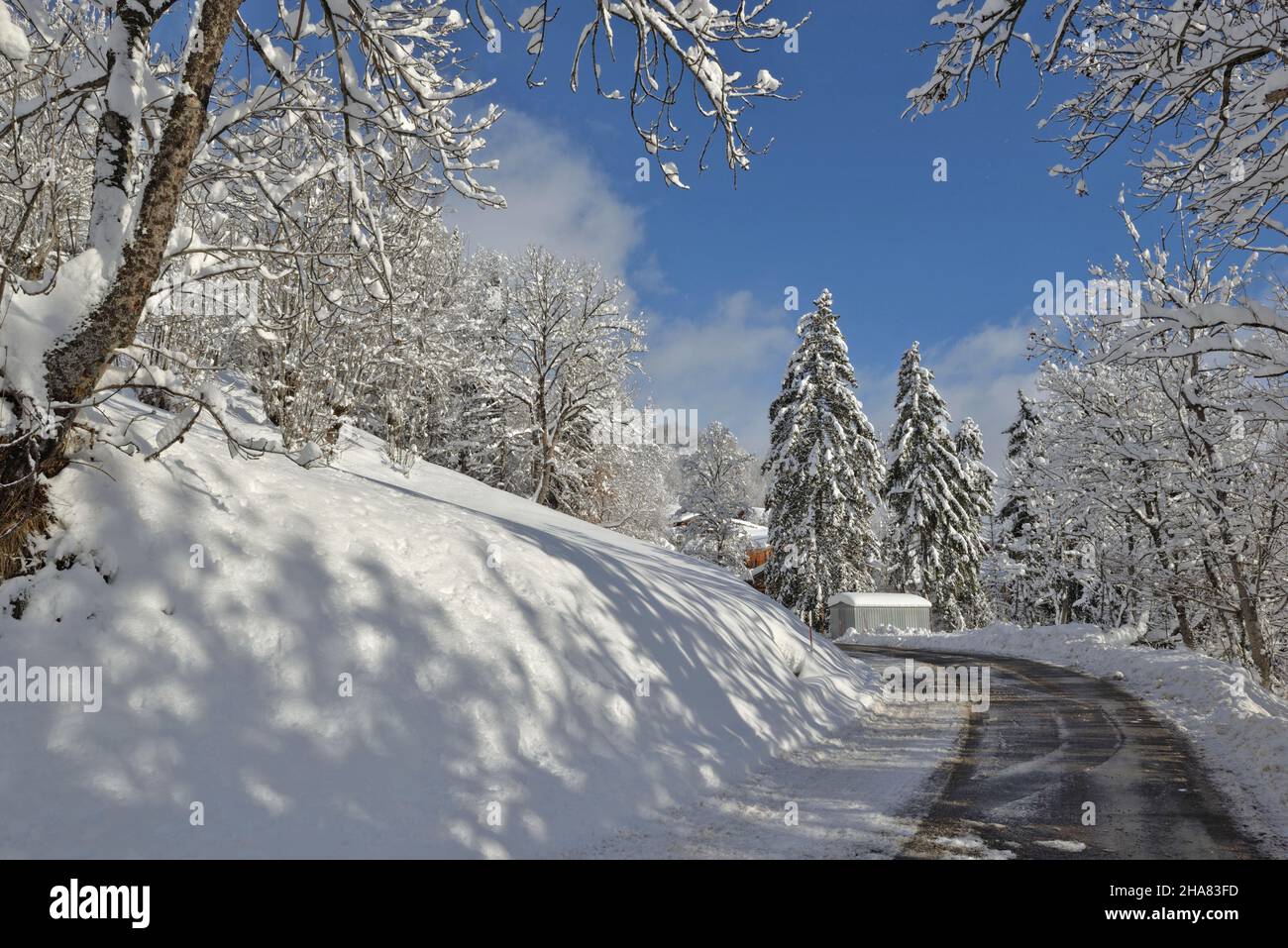 road crossing alpine forest covered with snow in european mountain ...