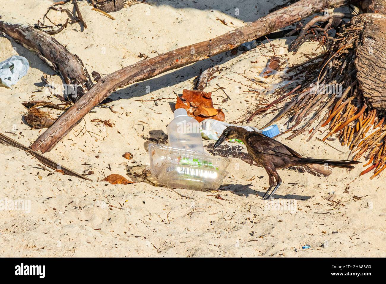Great-Tailed Grackle Quiscalus mexicanus male bird is eating between ...