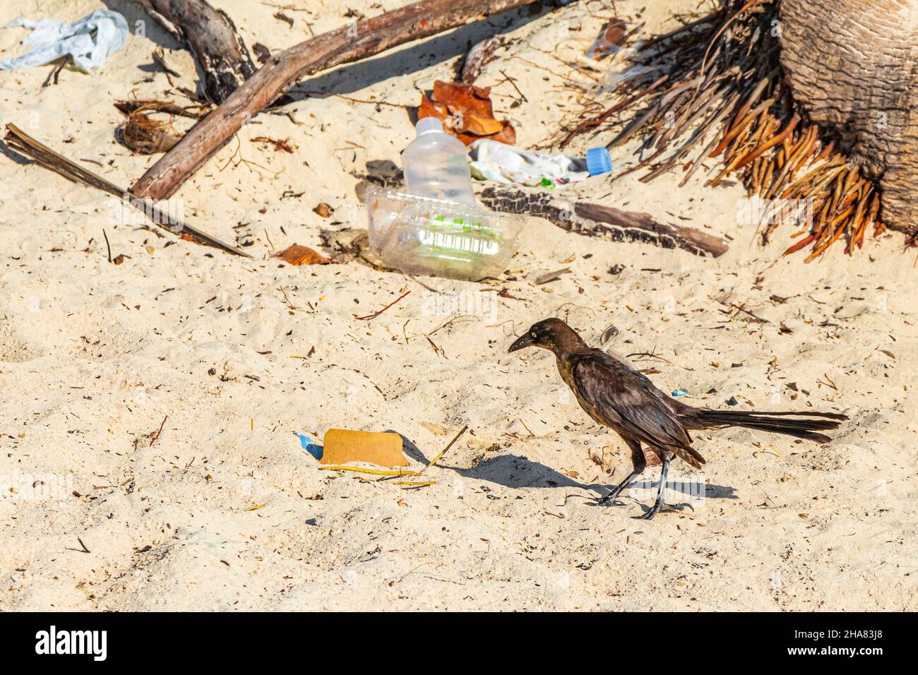 Great-Tailed Grackle Quiscalus mexicanus male bird is eating between ...