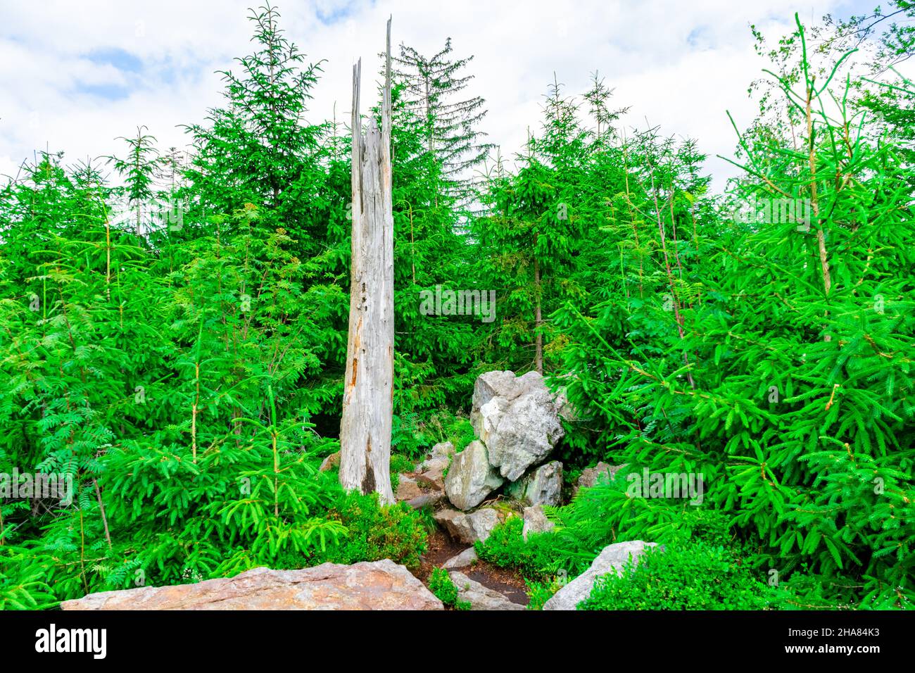 Hiking Hadriwa Highpath Bavarian Forest Lower Bavaria Stock Photo - Alamy